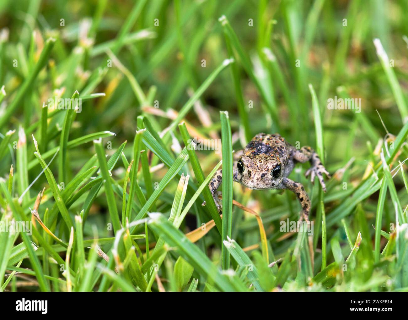 Toad in grass hi-res stock photography and images - Alamy