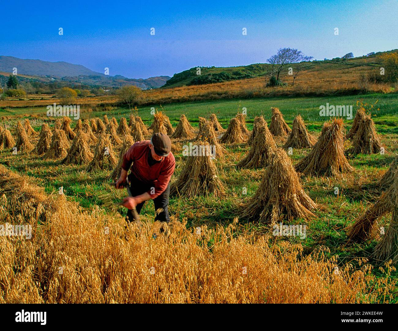 Traditional corn farming in County Donegal ,Ireland Stock Photo - Alamy
