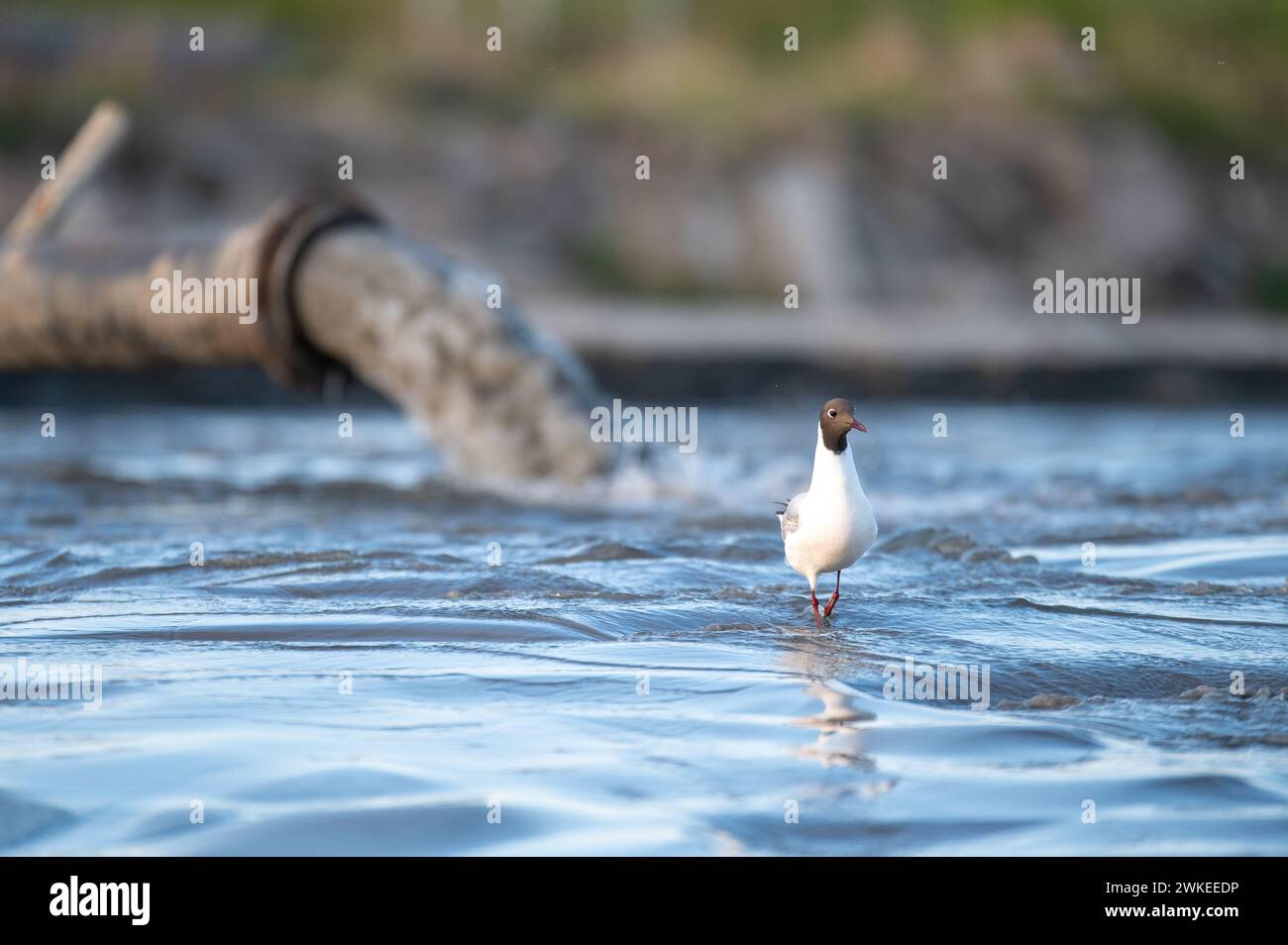 Beach restoration using a sand transfer system in Engure, Latvia Stock ...