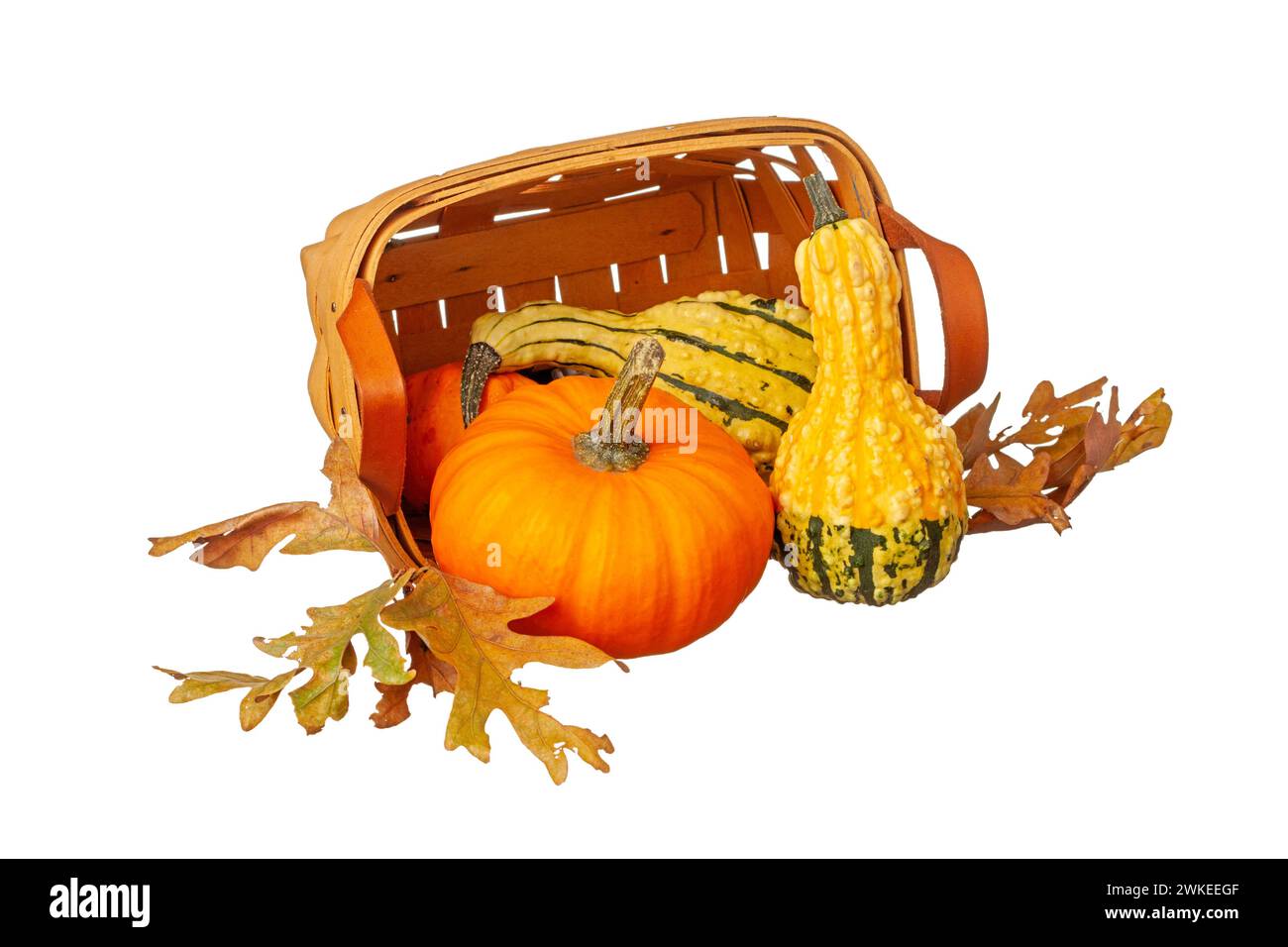 Pumpkin and gourds falling out of a basket with autumn colored leaves ...