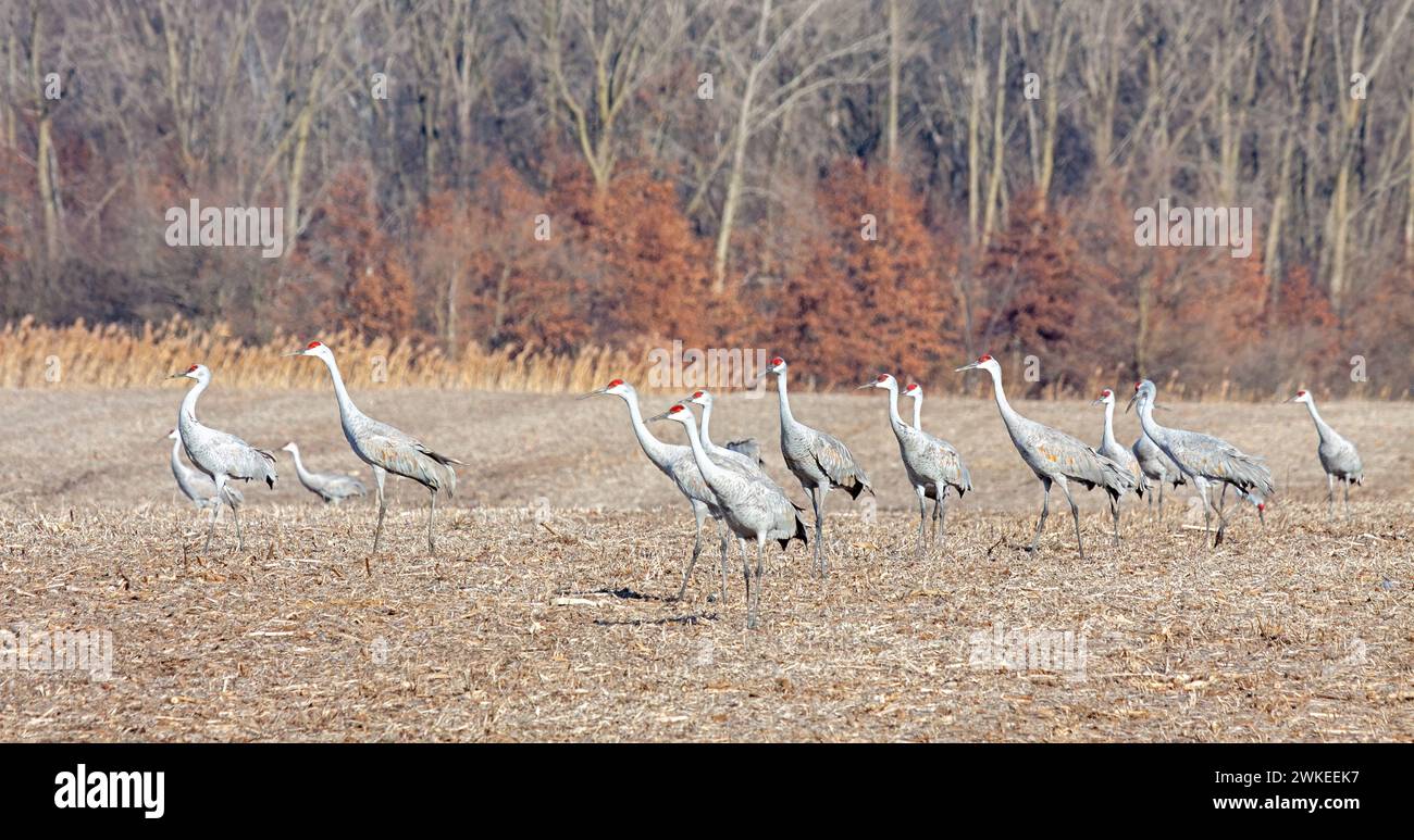 Sandhill cranes walk across a plowed cornfield. The orange and red hues ...