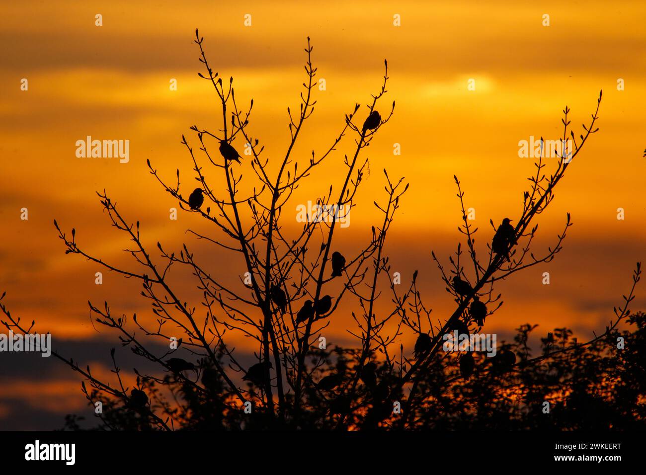 Federn silhouette hi-res stock photography and images - Alamy