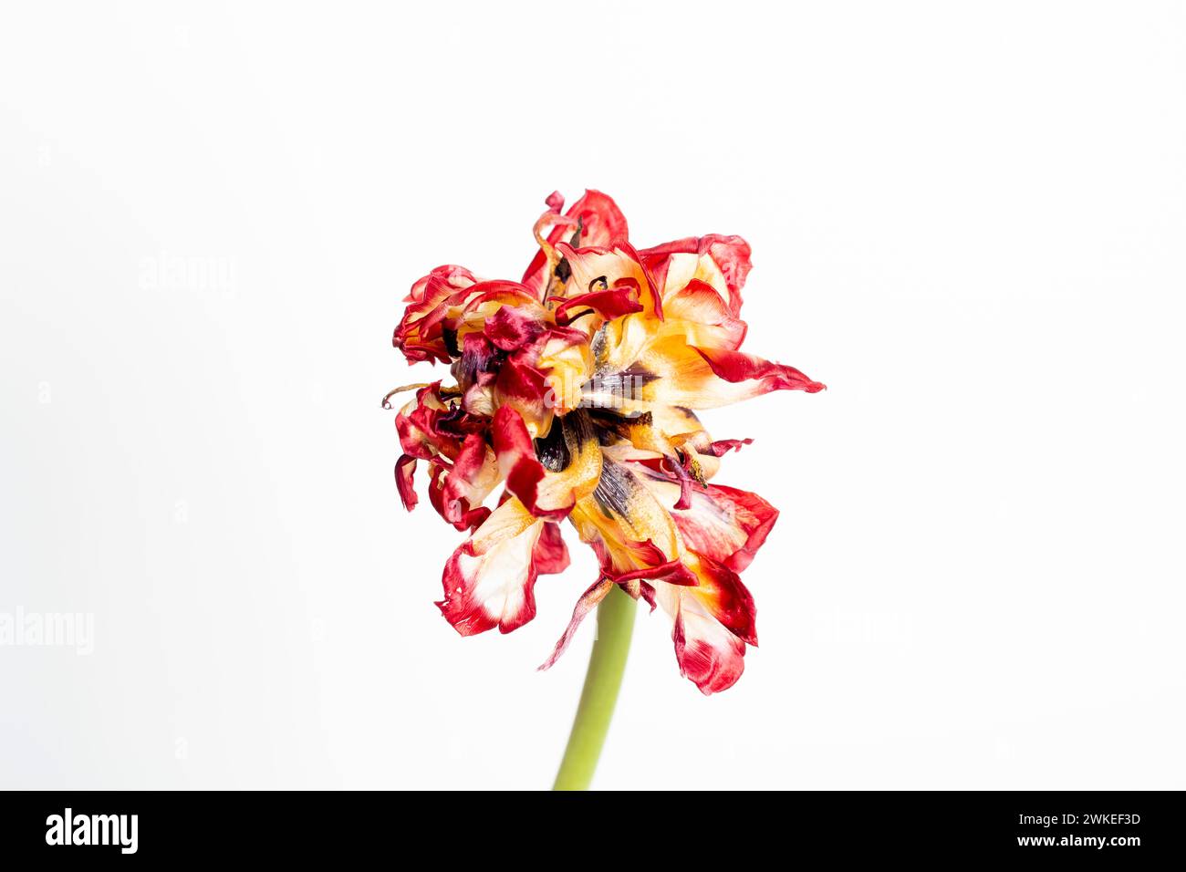 Withered flower hi-res stock photography and images - Alamy