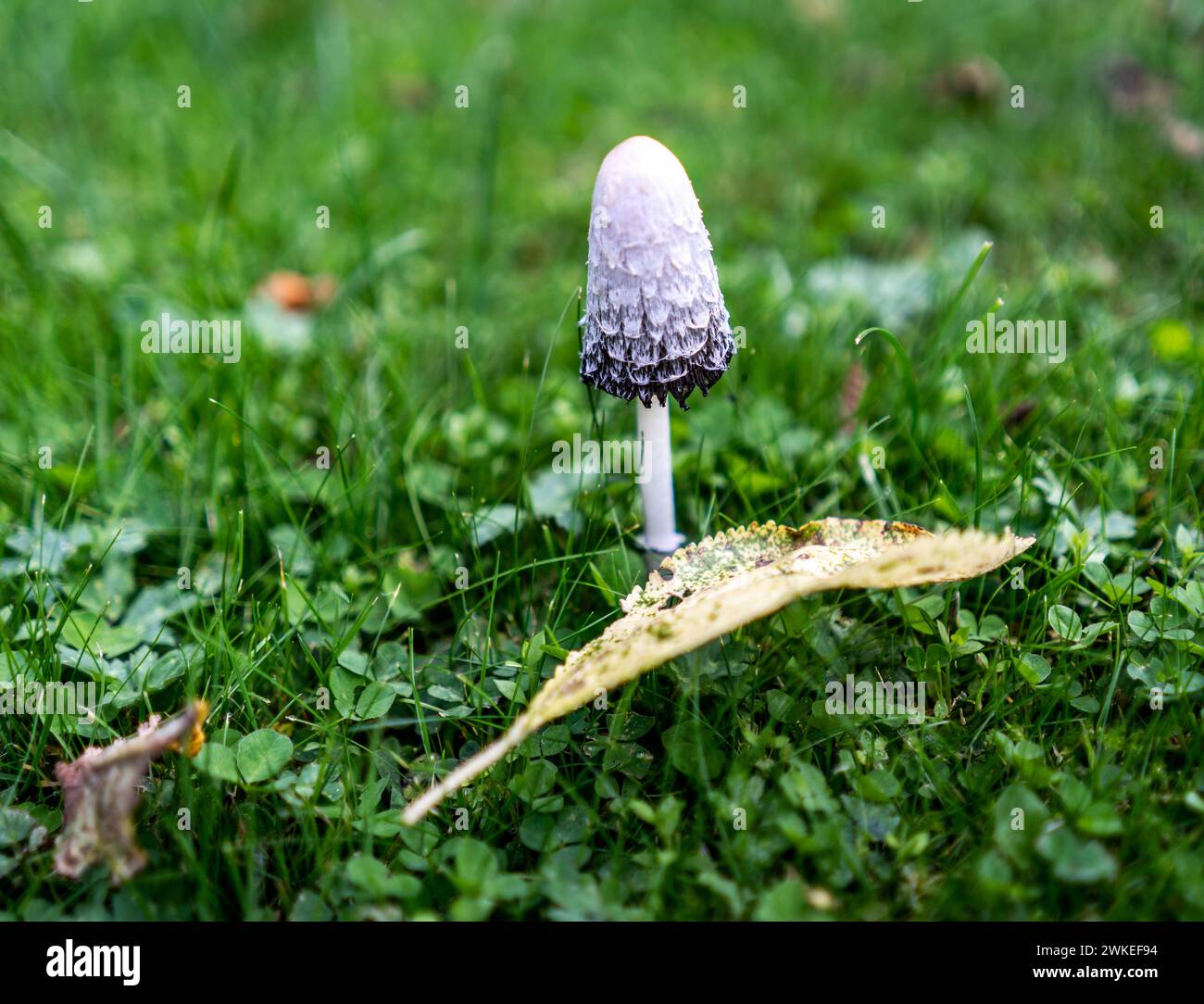 Morning fungi hi-res stock photography and images - Alamy