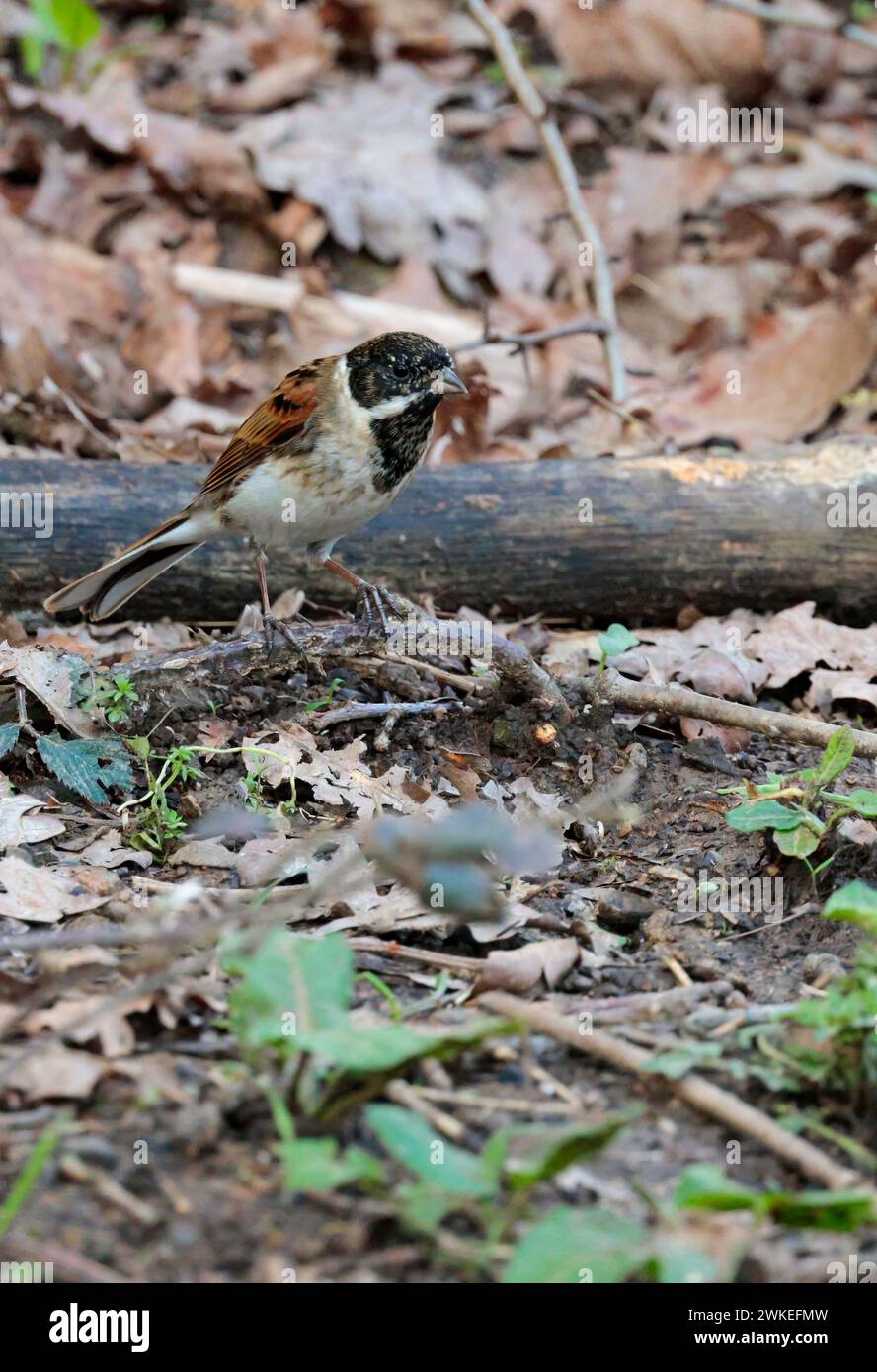 Nape male hi-res stock photography and images - Alamy
