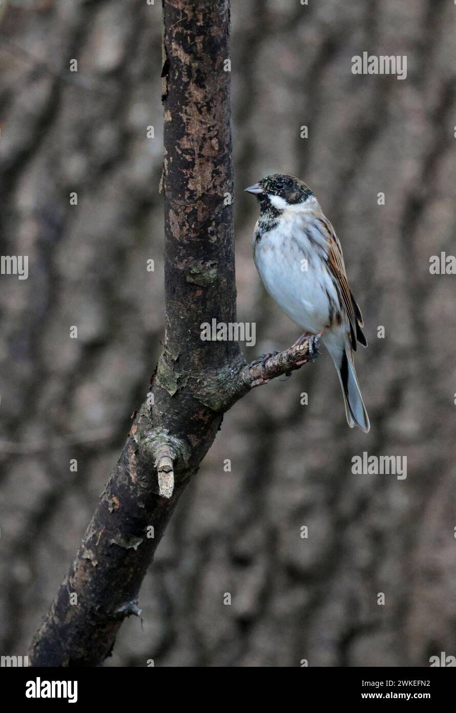 Nape male hi-res stock photography and images - Alamy