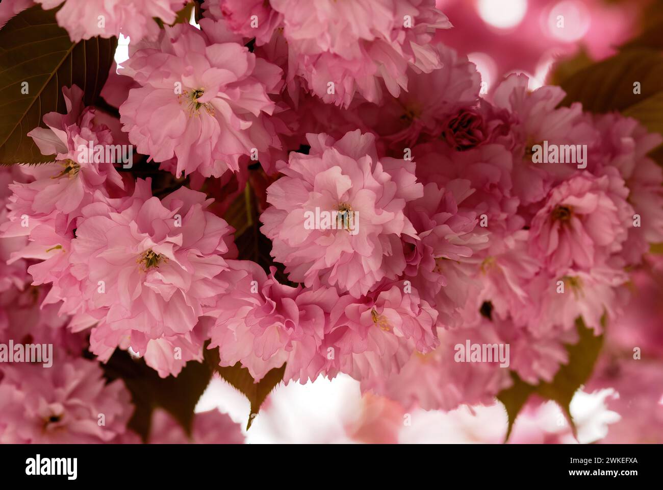 Twig with japanese cherry blossom, pink flowers in full bloom, Prunus ...