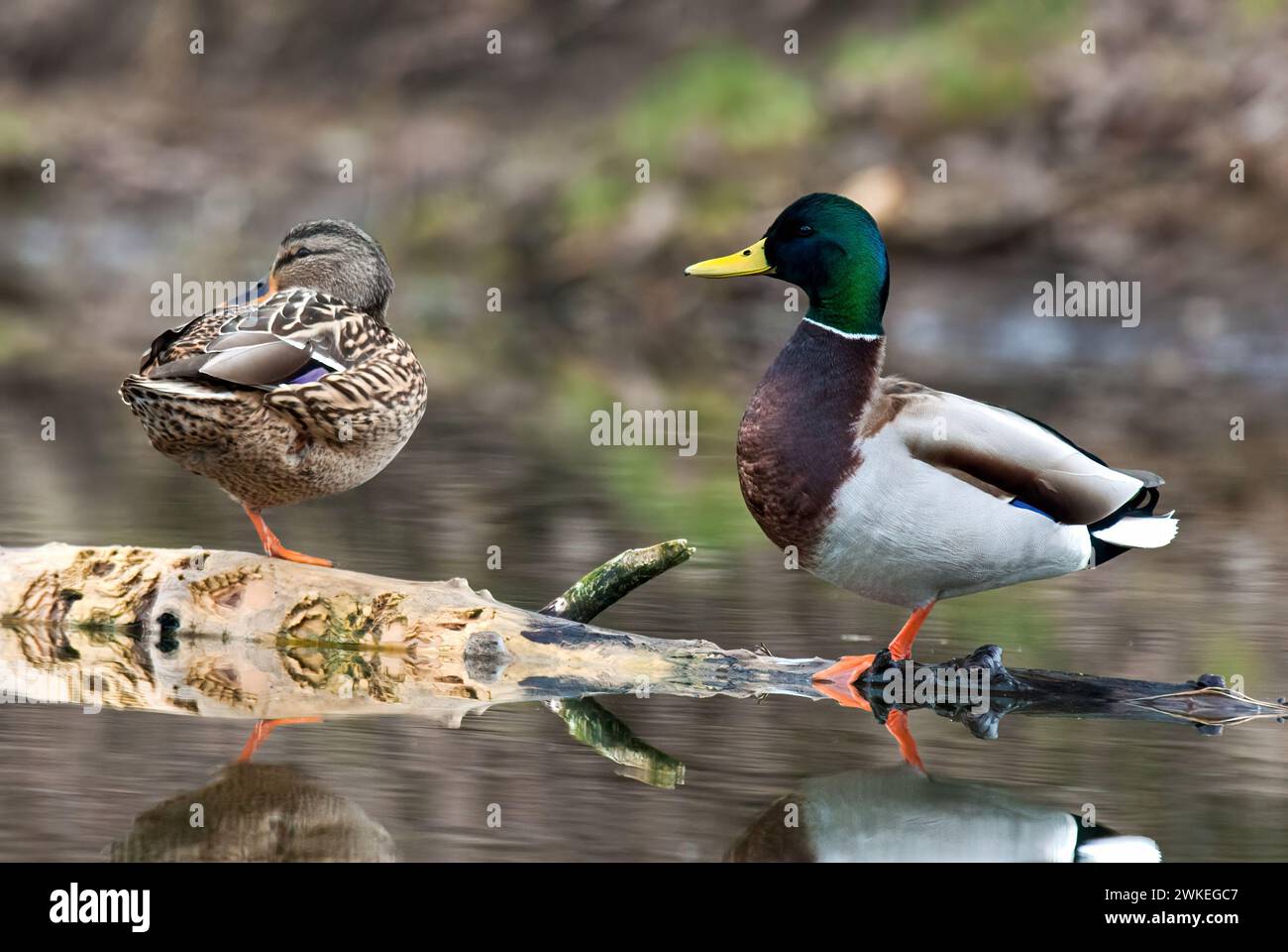 Mallard ducks , Anas platyrhynchos pair, male drake and female sitting ...