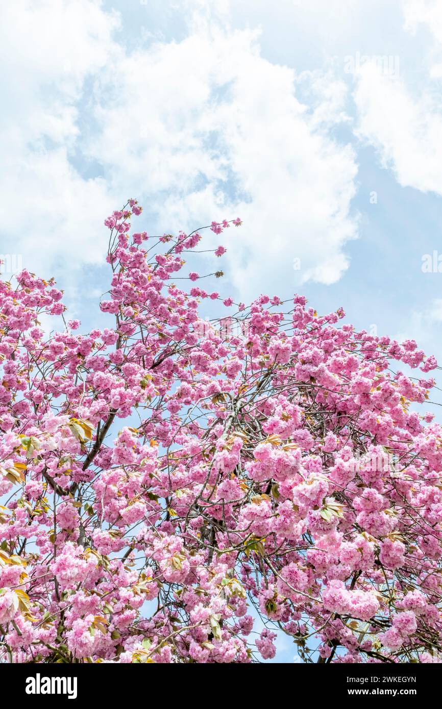 Japan screensaver hi-res stock photography and images - Alamy