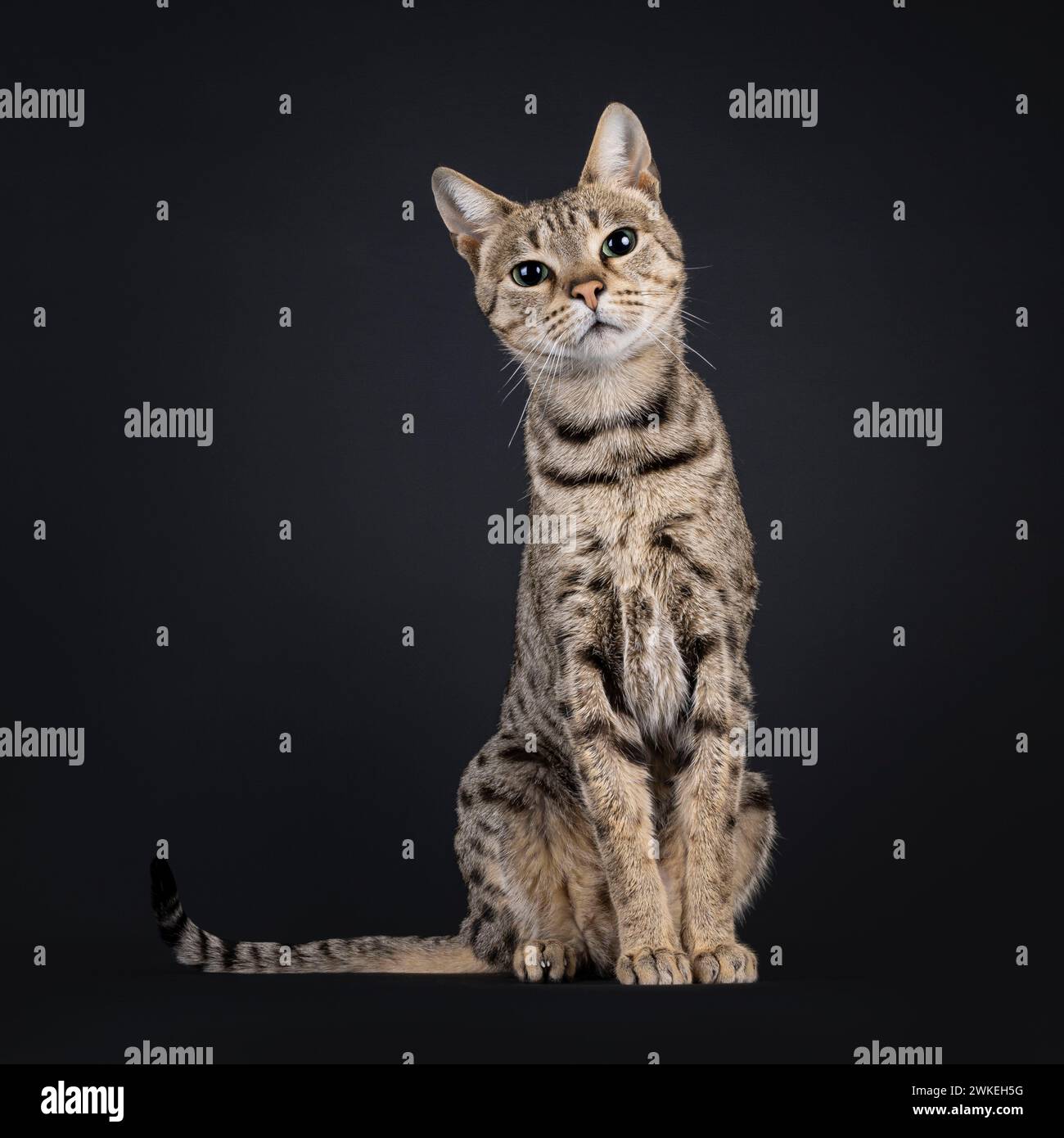 Beautiful black tabby spotted Savannah cat, sitting up facing front ...