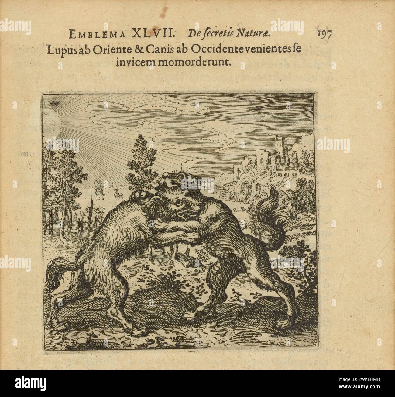 Hund und der wolf hi-res stock photography and images - Alamy