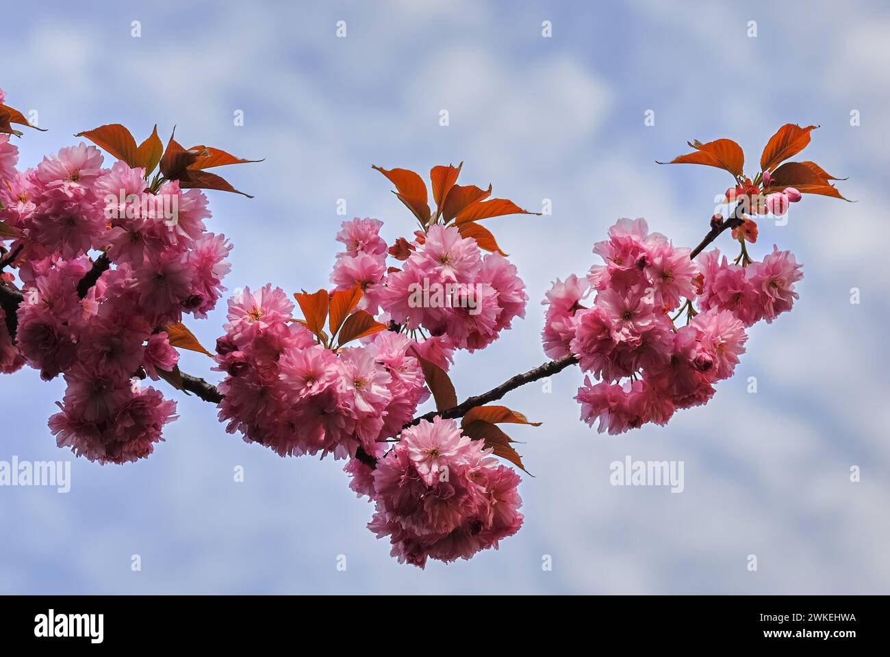 Twig with japanese cherry blossom, pink flowers in full bloom, Prunus ...