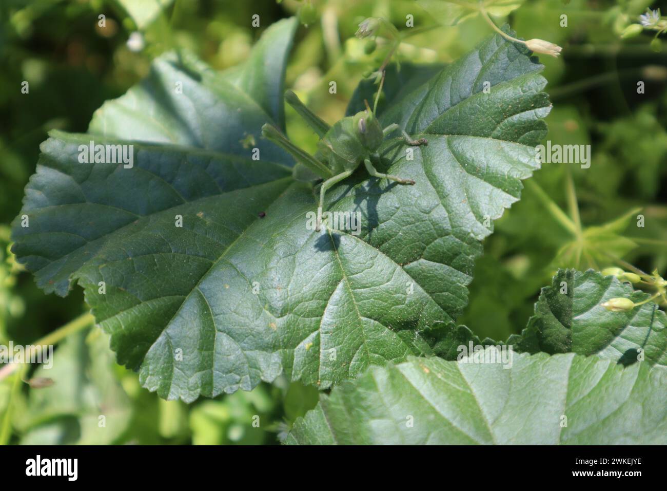 Spring hoppers hi-res stock photography and images - Alamy