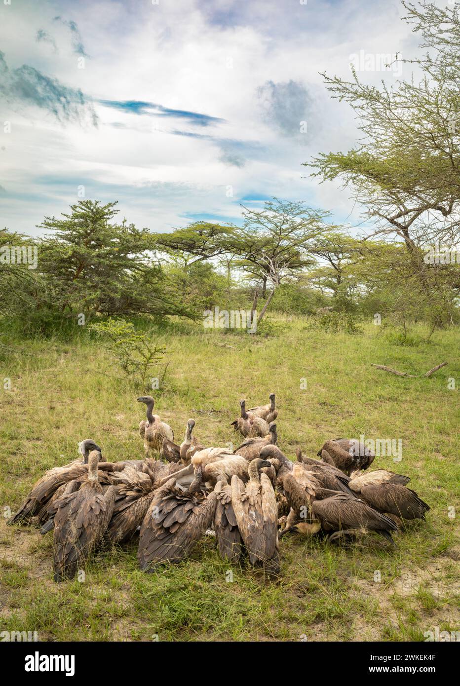 Wake vultures feeding in hi-res stock photography and images - Alamy