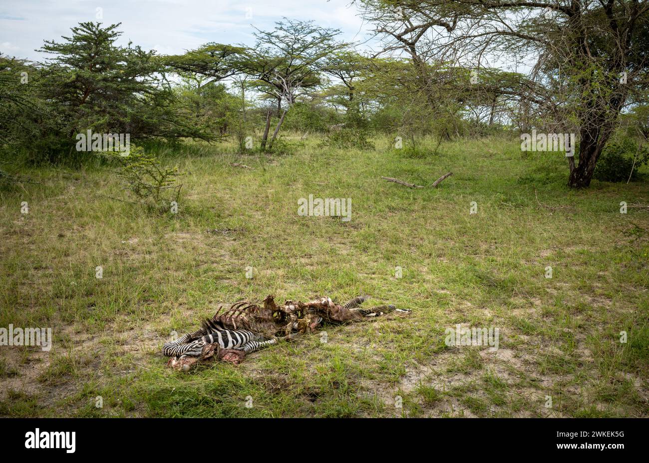The partially eaten carcass of a dead plains zebra (equus quagga) in ...