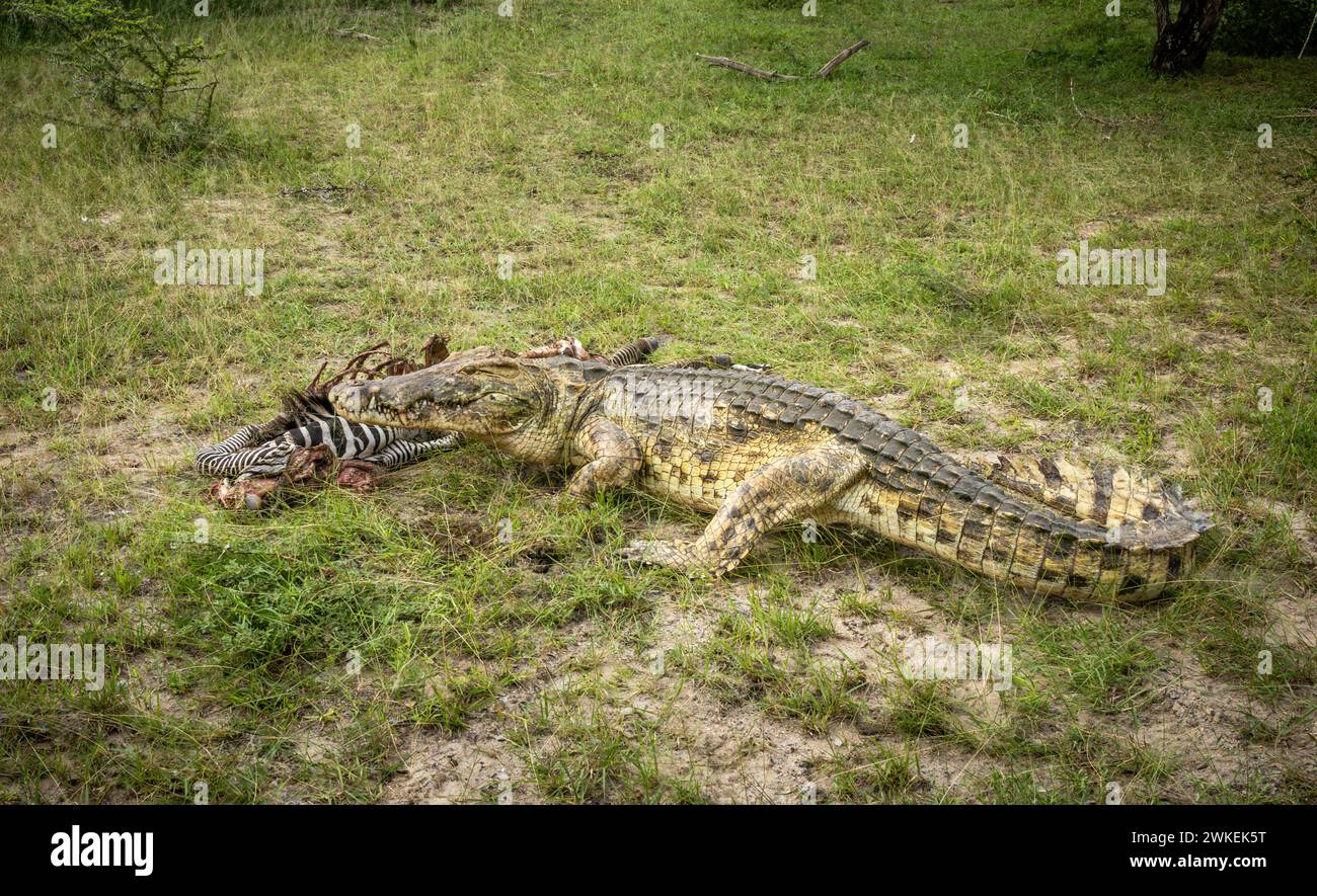 A Nile crocodile (Crocodylus niloticus) drags a dead plains zebra (equus quagga) in Nyerere ...