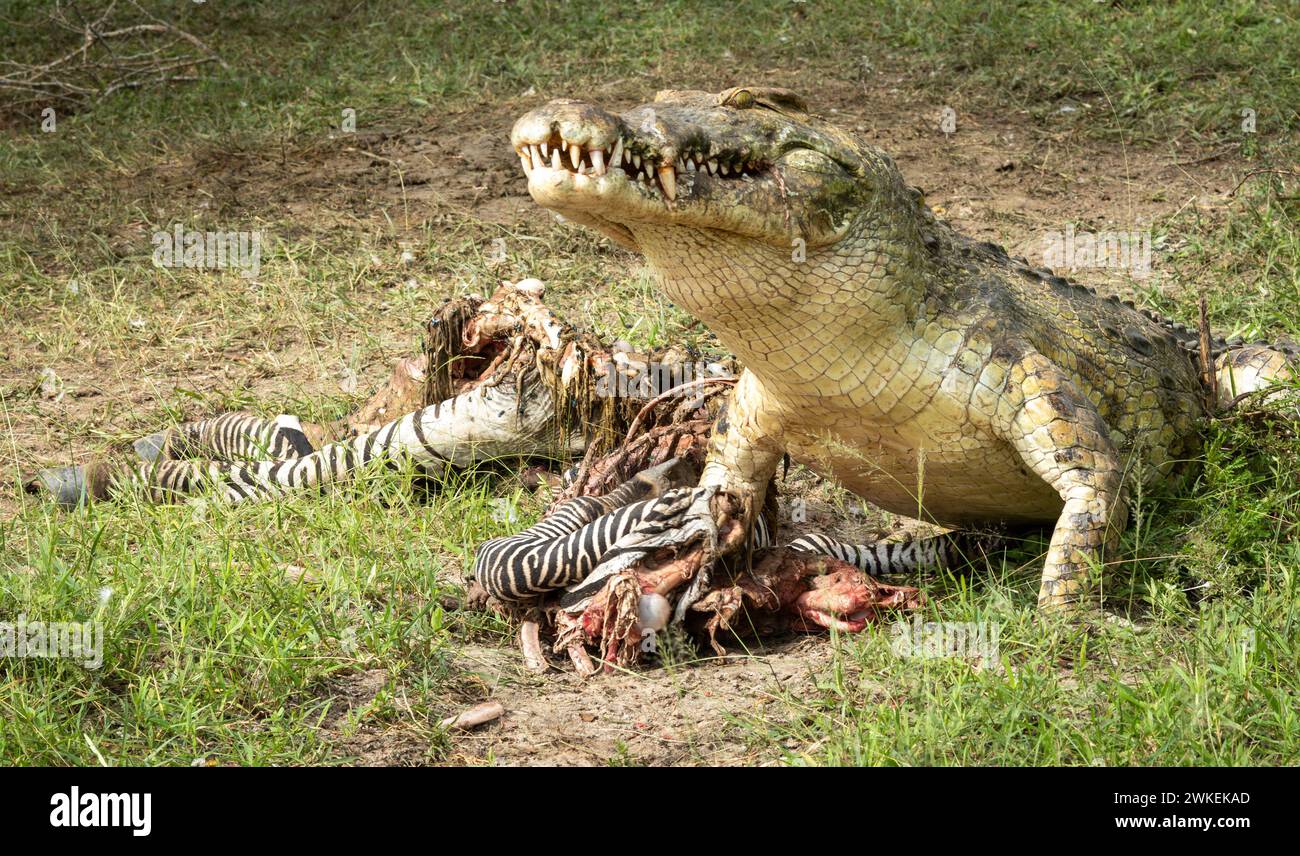 A Nile crocodile (Crocodylus niloticus) eats a dead plains zebra (equus ...