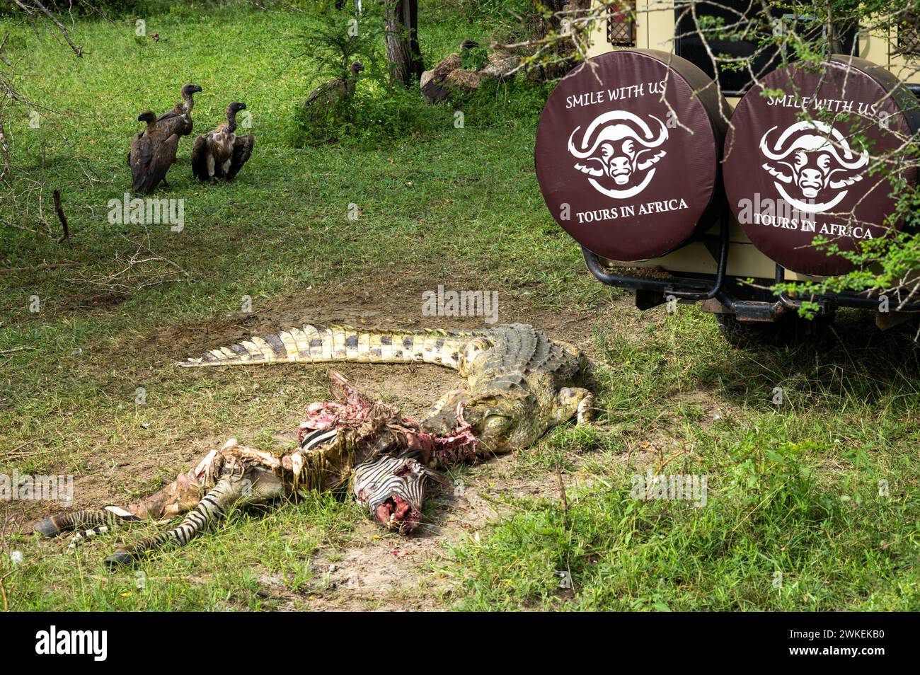 A Nile crocodile (Crocodylus niloticus) eats a dead zebra next to a tourist vehicle as white ...