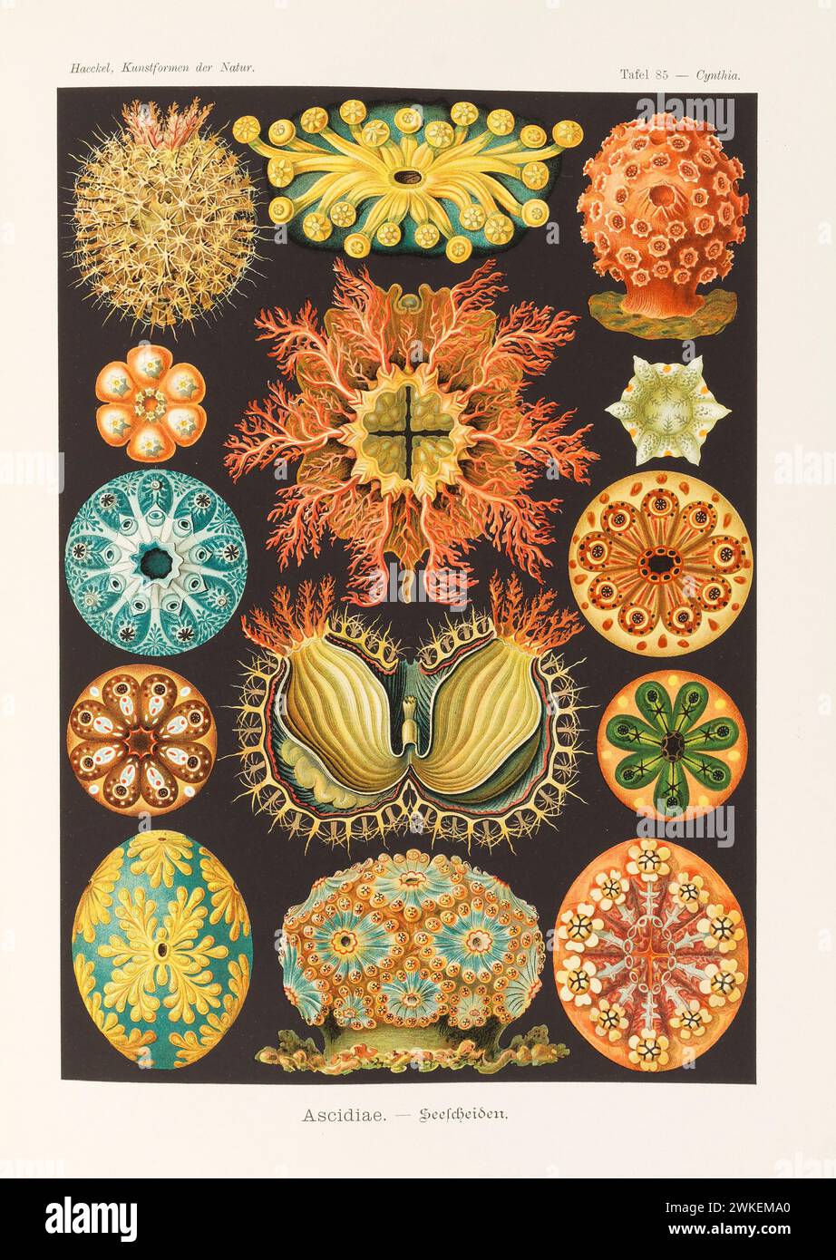 Kunstformen der Natur. Museum: Privatsammlung. Author: ERNST HAECKEL ...