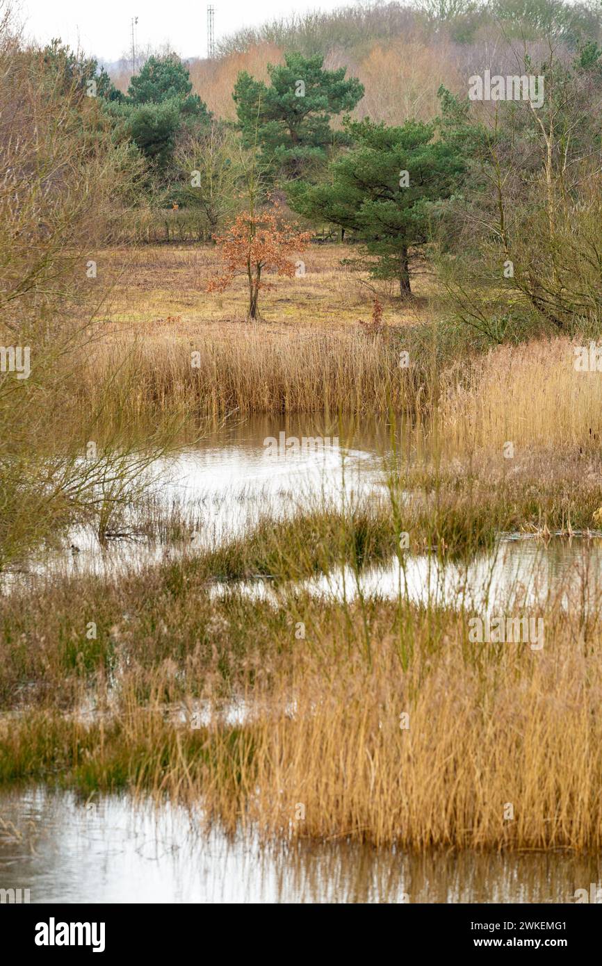Moore nature reserve cheshire hi-res stock photography and images - Alamy