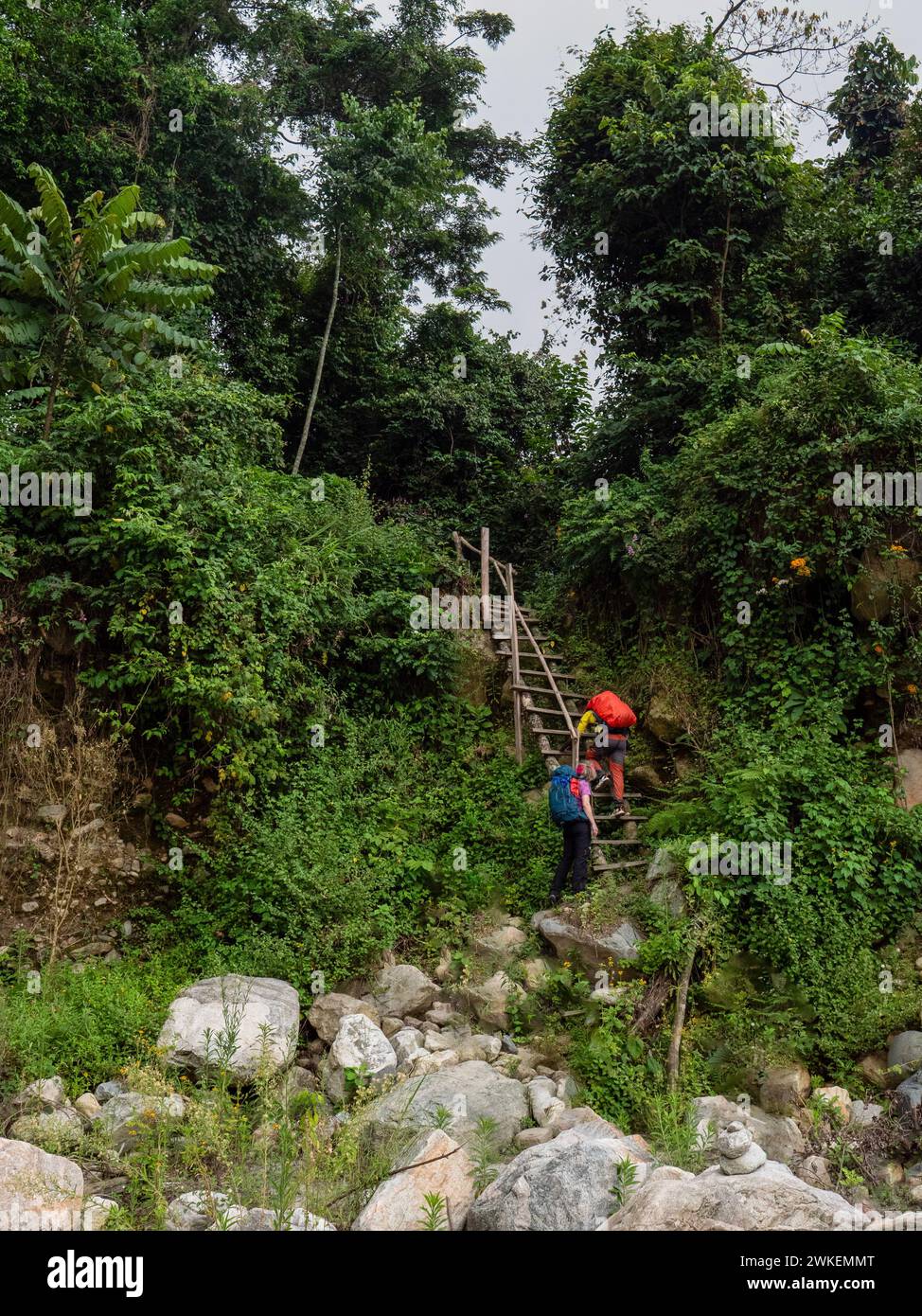 On the Kilembe Trail in the Rwenzori Mountains in Uganda Stock Photo ...
