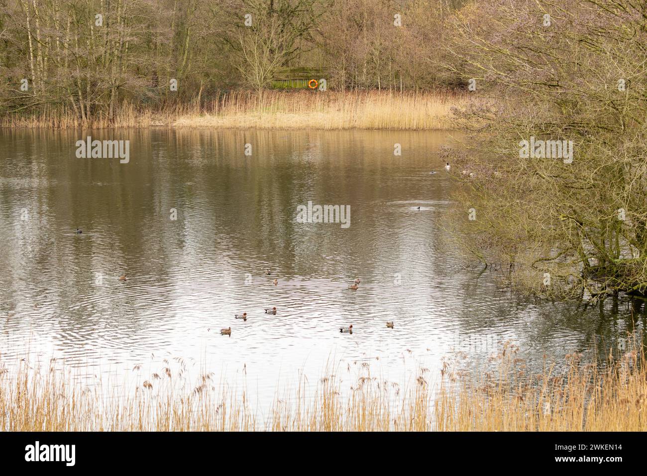 Moore Nature Reserve Penketh, Cheshire, Warrington Stock Photo - Alamy