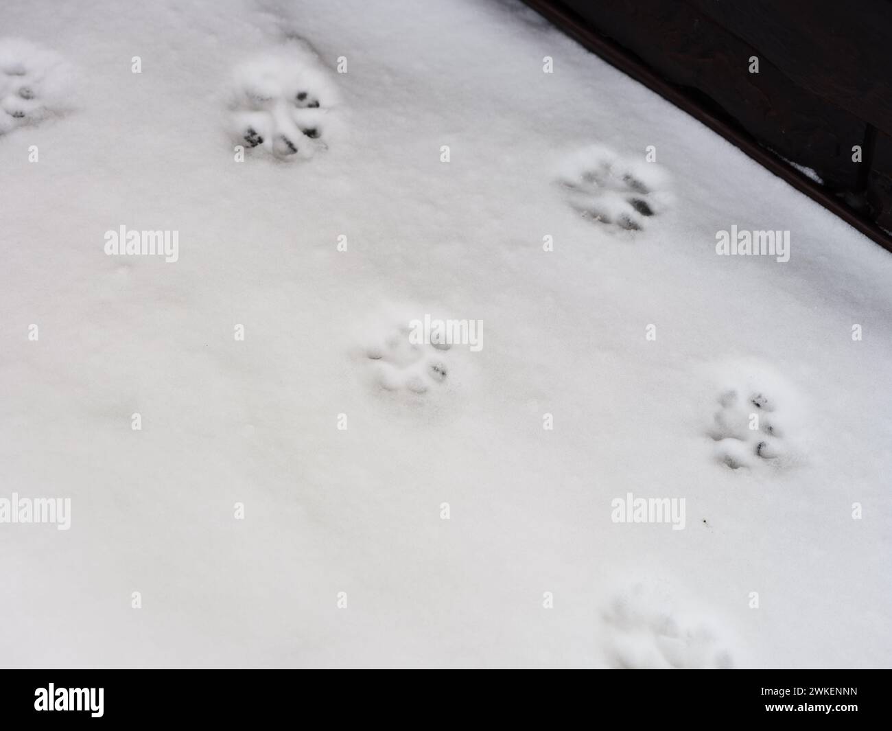 Cat footprints in a snow outside a house wall. Close-up Stock Photo - Alamy