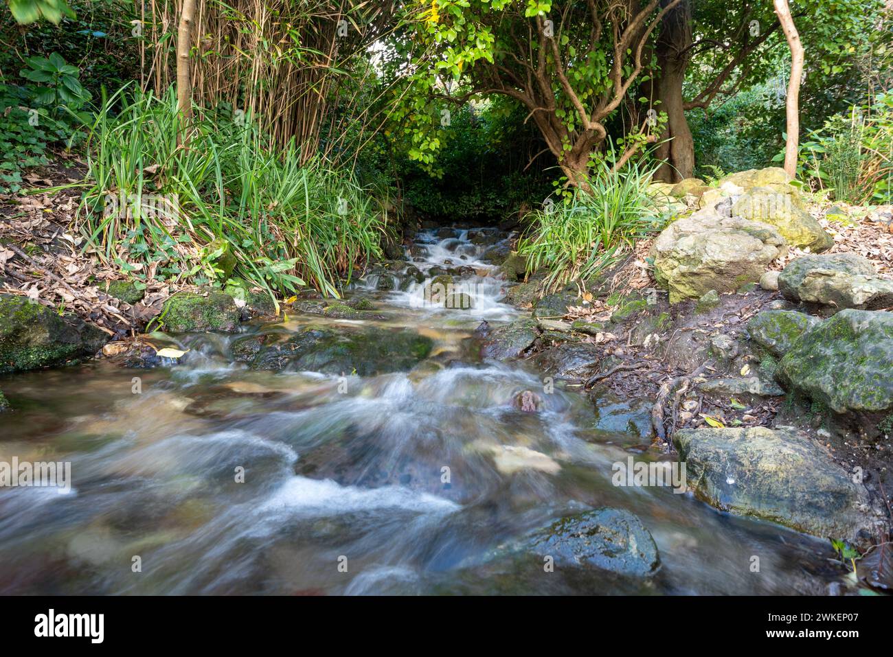 Flowing stream of water through a lush green woodland . Slow shutter ...