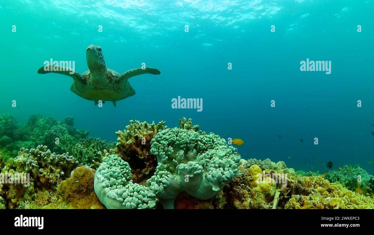 Turtle and fish over the corals, underwater scene. Marine life under ...