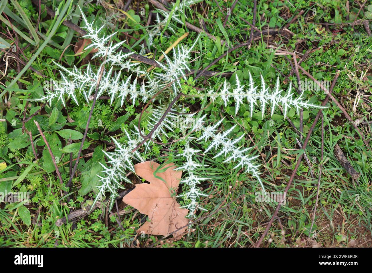 Korsika 13.02.2024, Ajaccio, Coti-Chiavari, Wald bei Laticapso hier ...