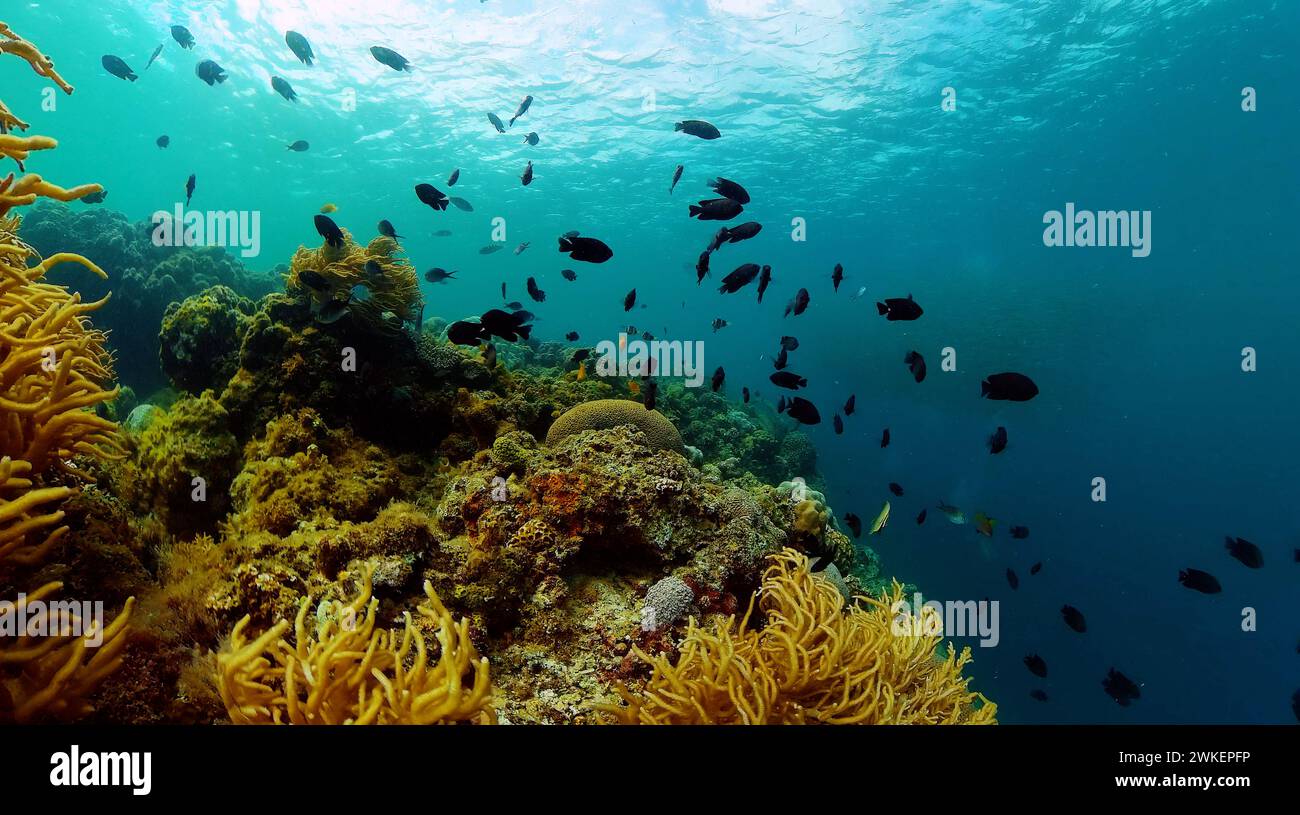 Colorful underwater world with soft corals and fishes. Marine sea life ...