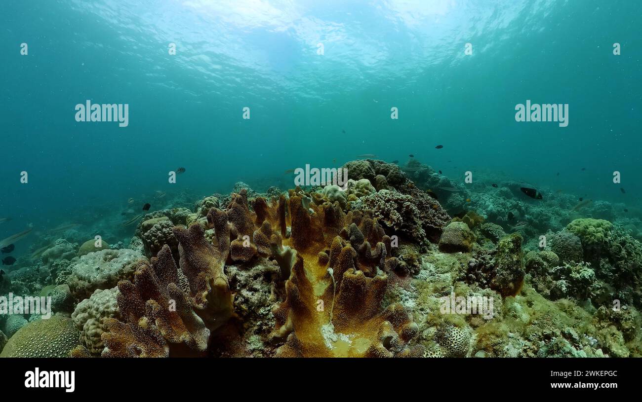 Underwater life scene. Tropical fish and corals. Marine sanctuary ...