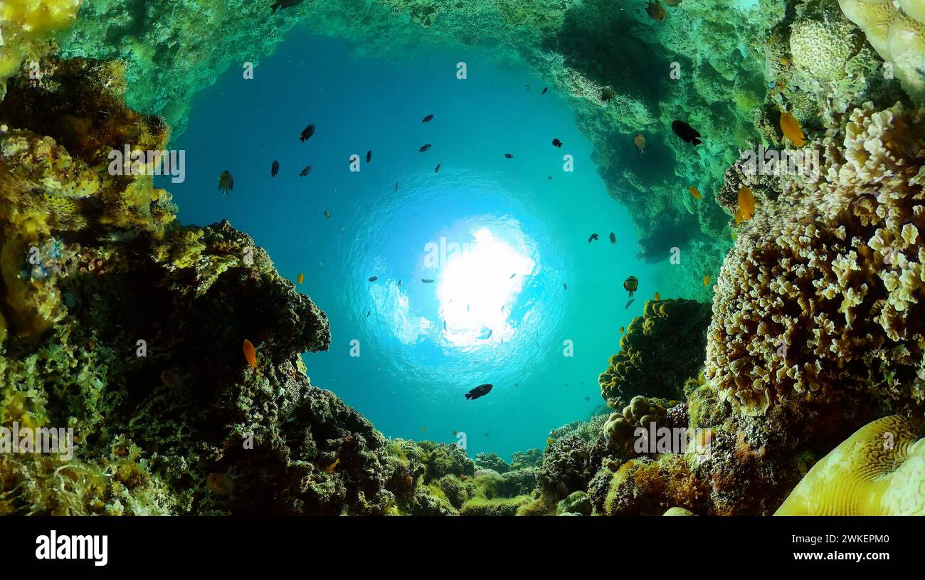 Undersea habitats hi-res stock photography and images - Alamy