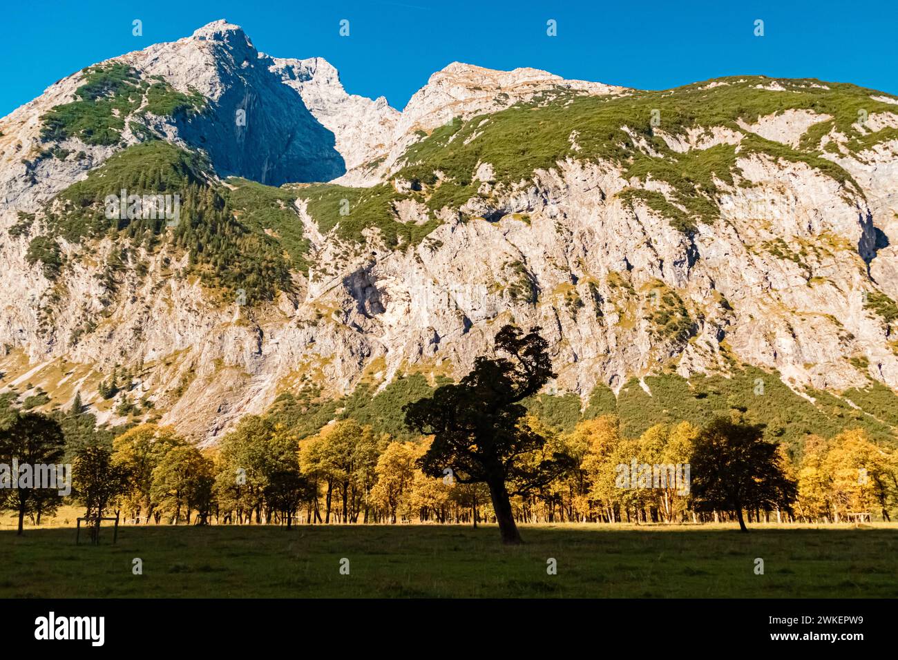 Alpine autumn or indian summer landscape shot with maple tree ...
