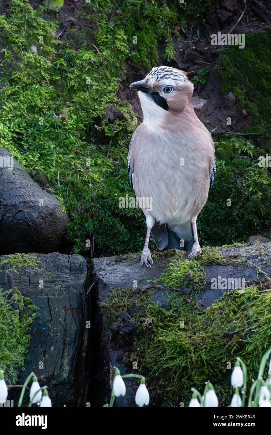 Blue jay flying hi-res stock photography and images - Alamy