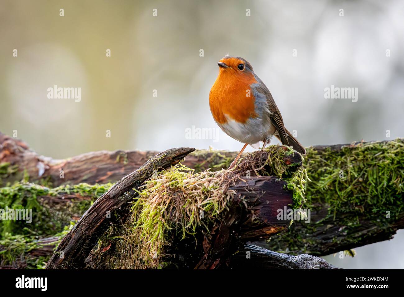 Scottish garden bird hi-res stock photography and images - Alamy
