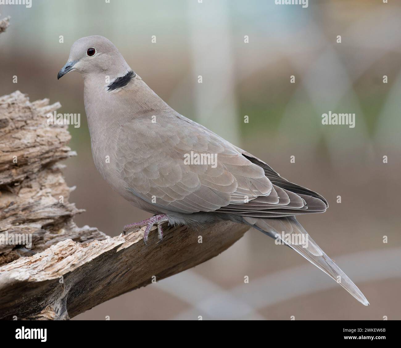 Eurasian Collared Dove Stock Photo - Alamy