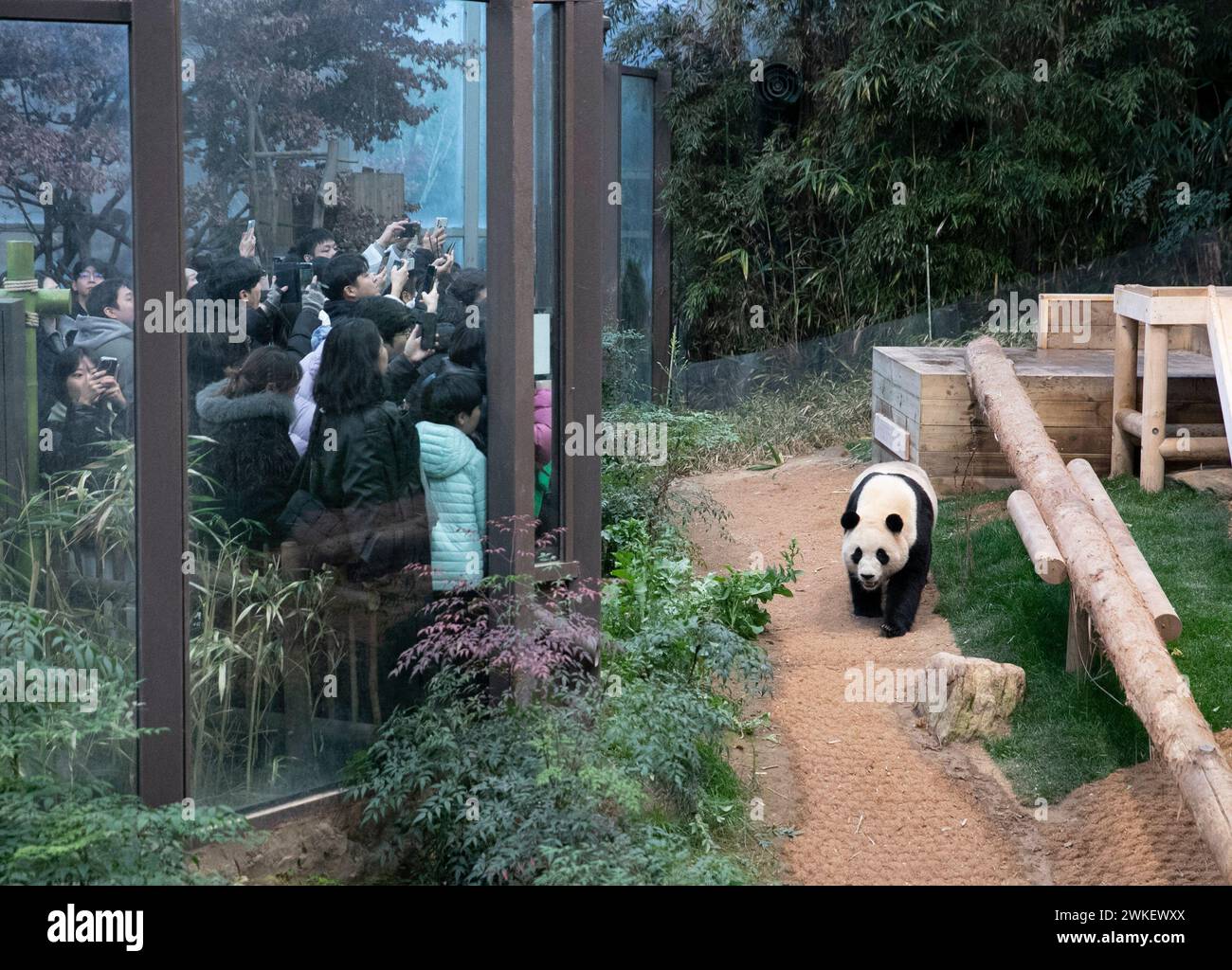 Seoul, South Korea. 20th Feb, 2024. People watch giant panda Fu Bao at ...