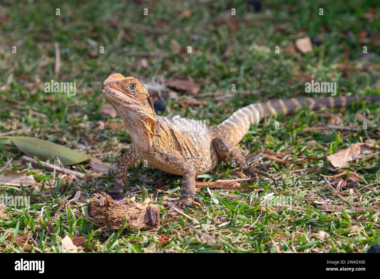 Dragon feet hi-res stock photography and images - Alamy