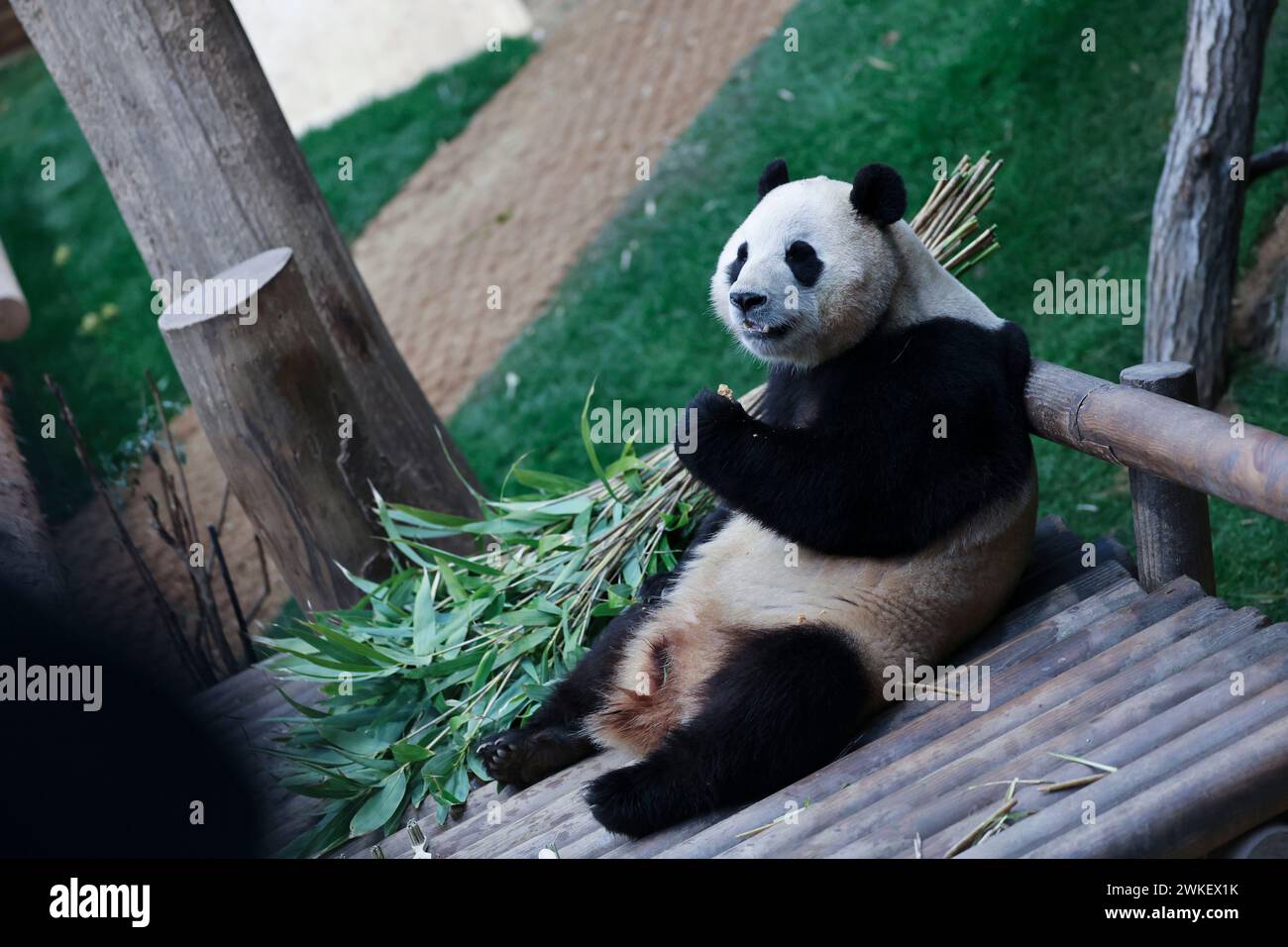 Seoul, South Korea. 20th Feb, 2024. This photo taken on Feb. 20, 2024 ...
