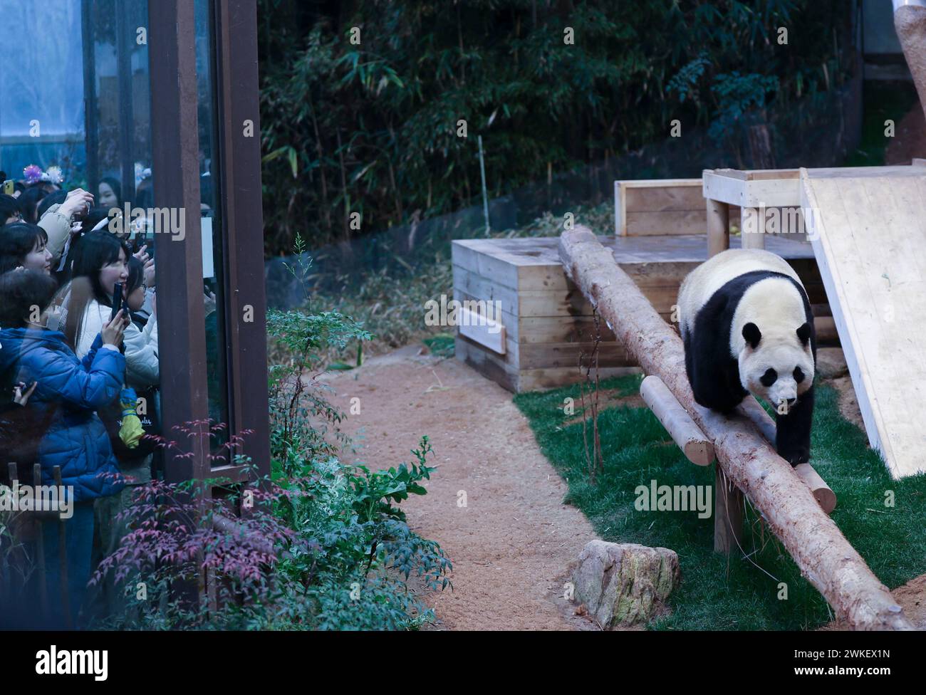 Seoul, South Korea. 20th Feb, 2024. People watch giant panda Fu Bao at ...