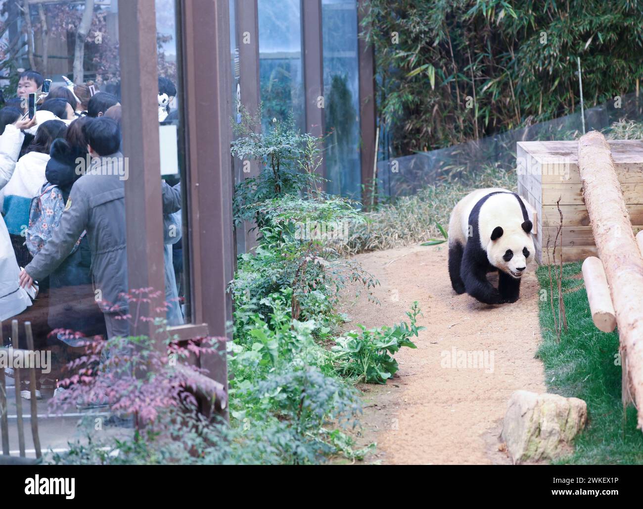 Seoul, South Korea. 20th Feb, 2024. People watch giant panda Fu Bao at ...
