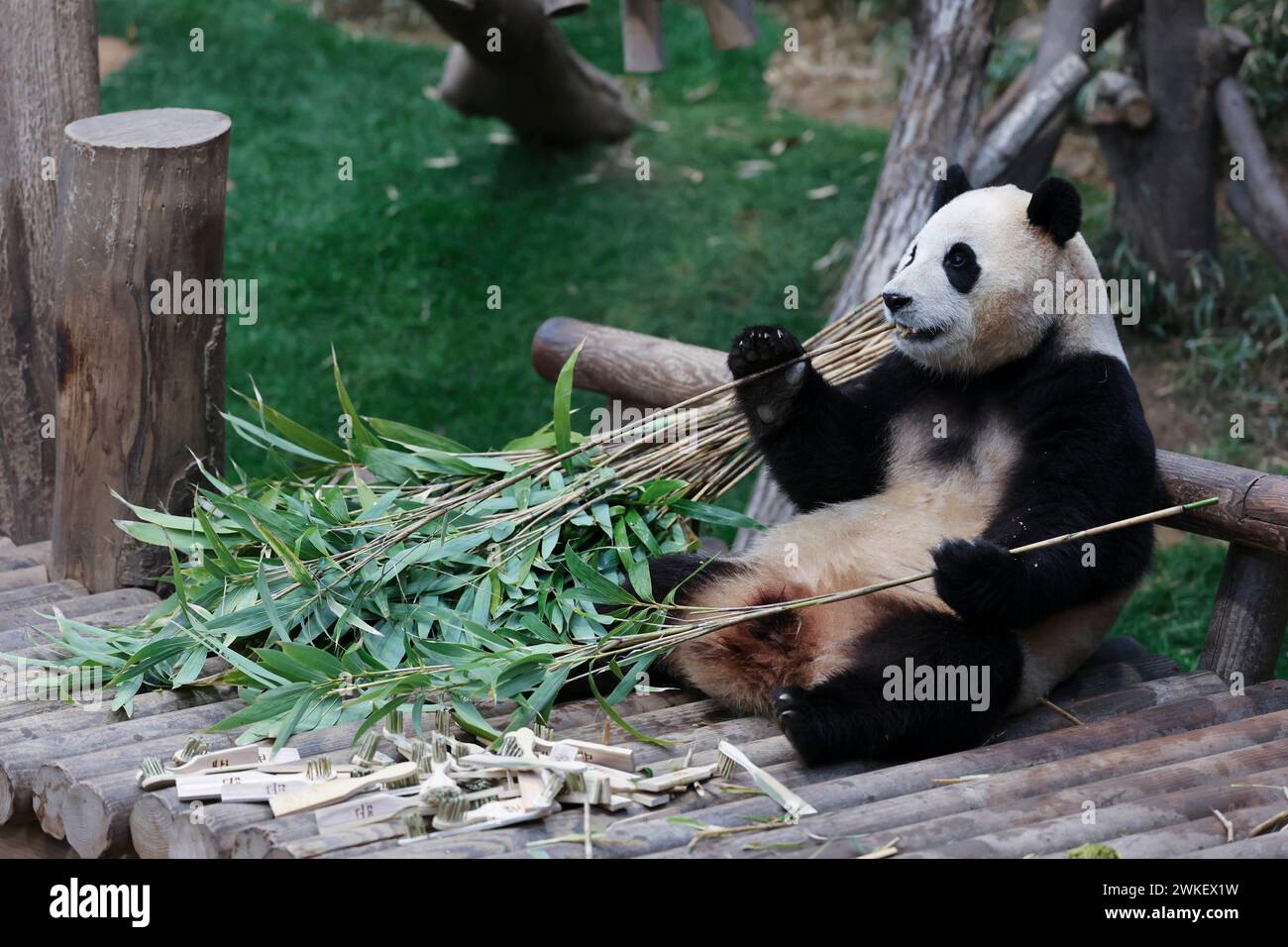 Seoul, South Korea. 20th Feb, 2024. This photo taken on Feb. 20, 2024 ...