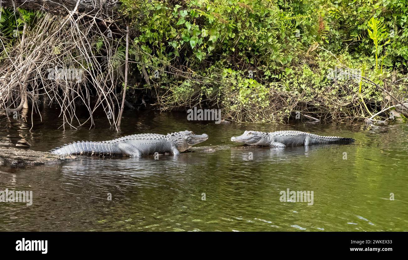 Two alligators facing each other on the edge of the Peace River in ...
