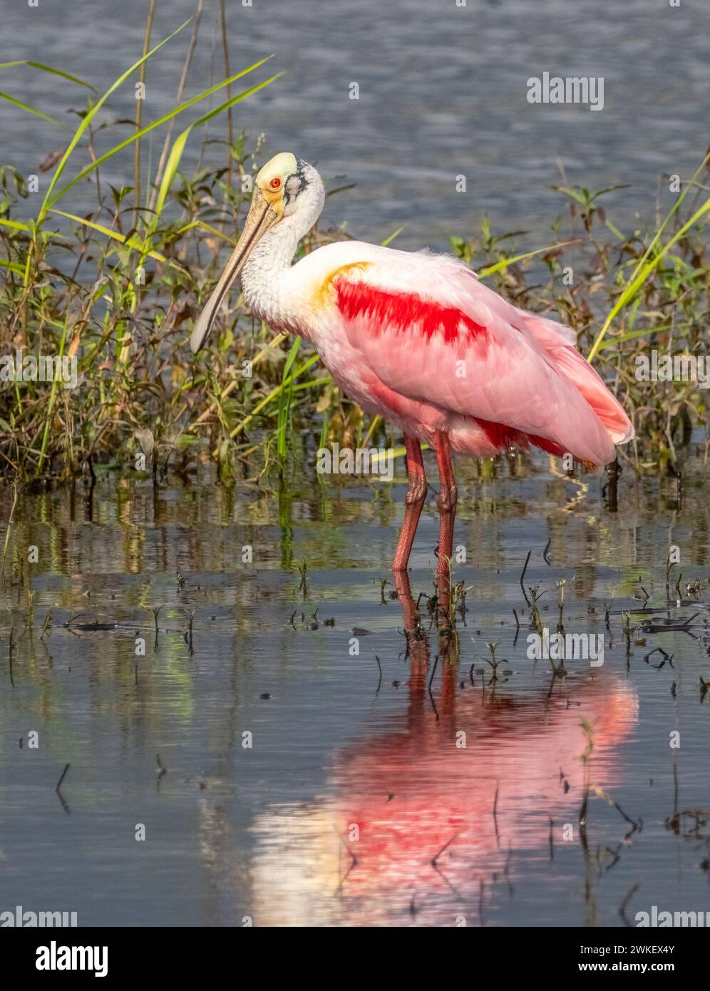 Rosate Spoonbill in the Myakka River in Myakka River State Park in ...