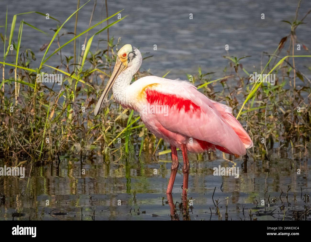 Platalea rosate roseate hi-res stock photography and images - Alamy