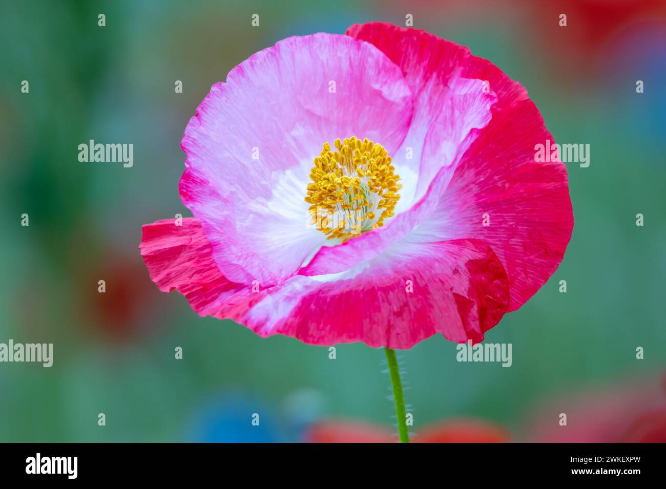 Blooming Shirley poppy flower, Pleasant Hill Farm, Fennville, Michigan ...
