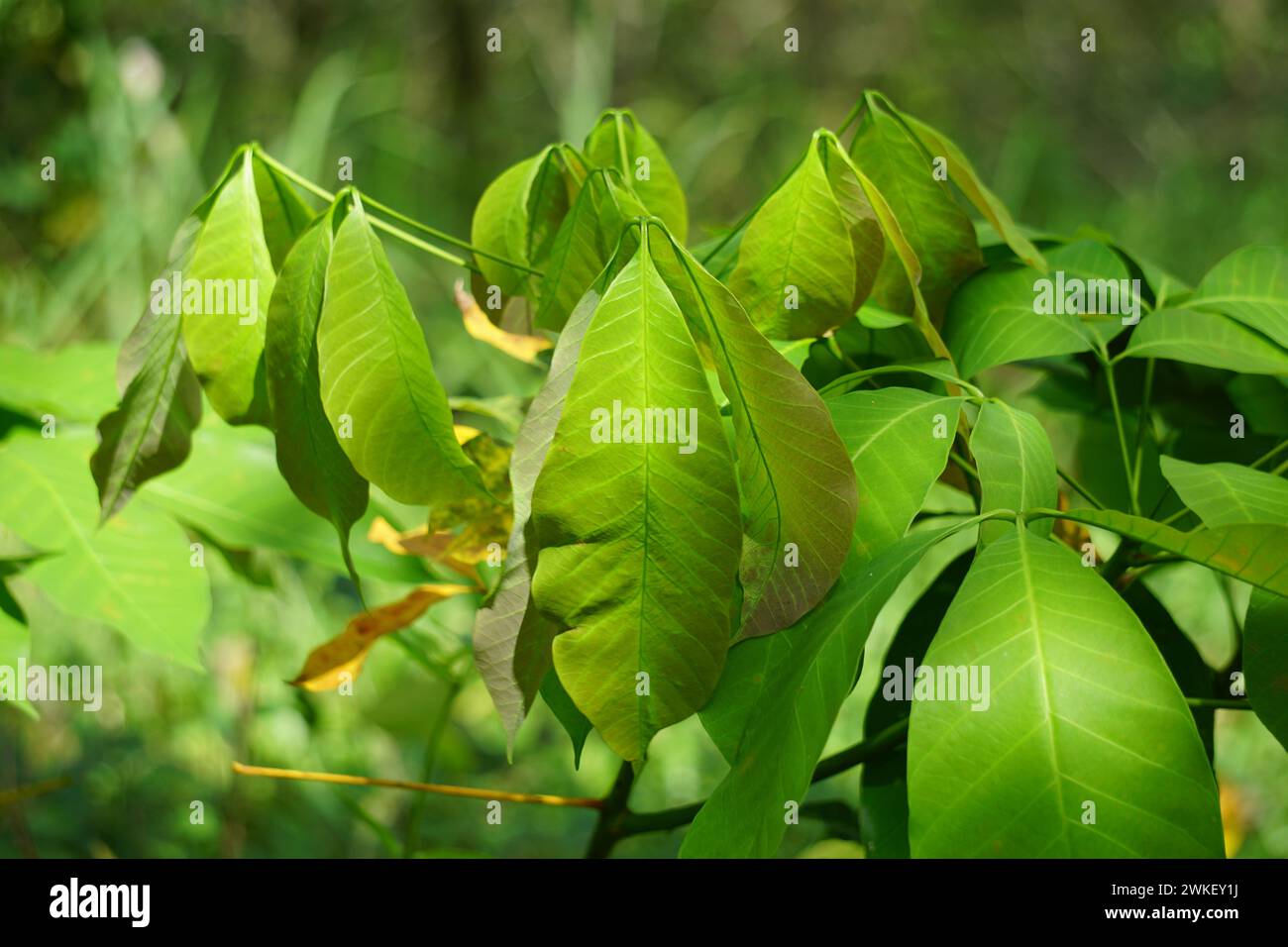 Hevea brasiliensis (Also called Para rubber tree, sharinga tree ...
