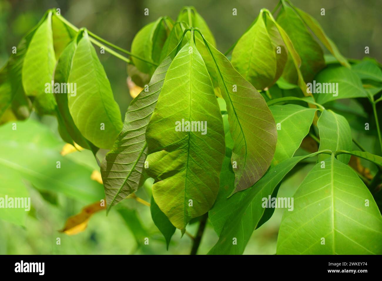 Hevea brasiliensis (Also called Para rubber tree, sharinga tree ...