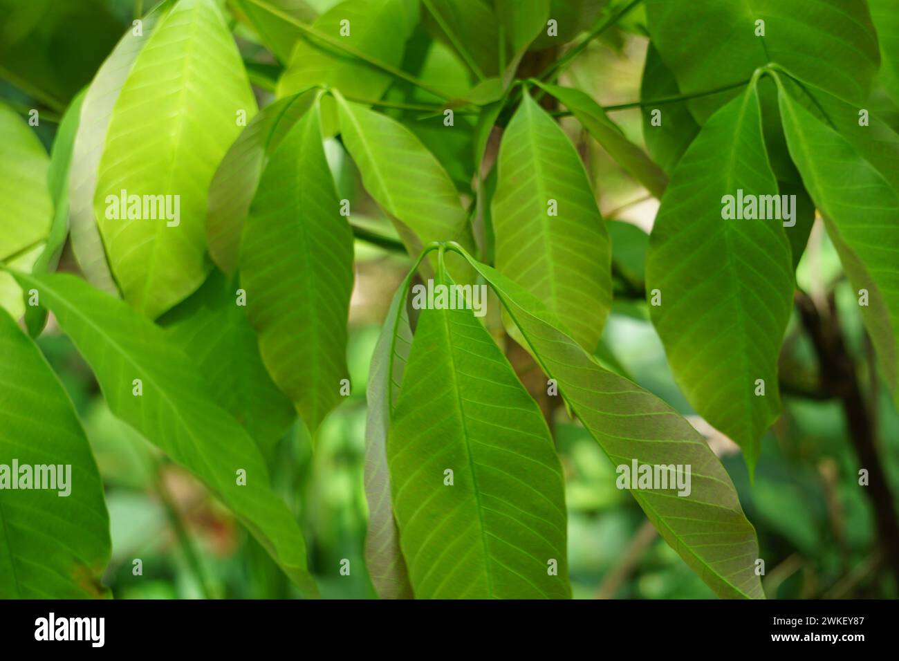 Hevea brasiliensis (Also called Para rubber tree, sharinga tree ...